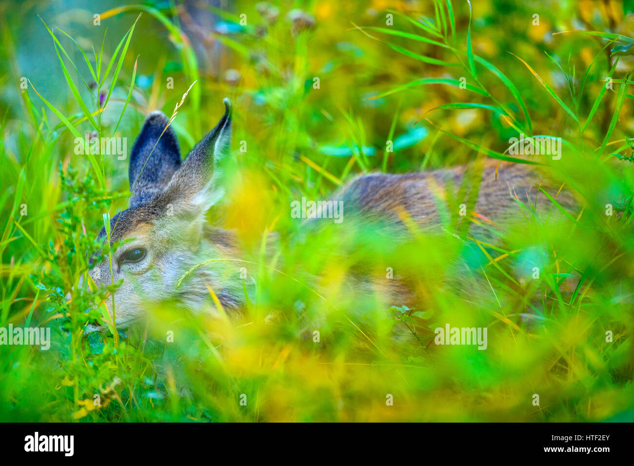 Fawn in Waterton National Park, Canada Stock Photo - Alamy
