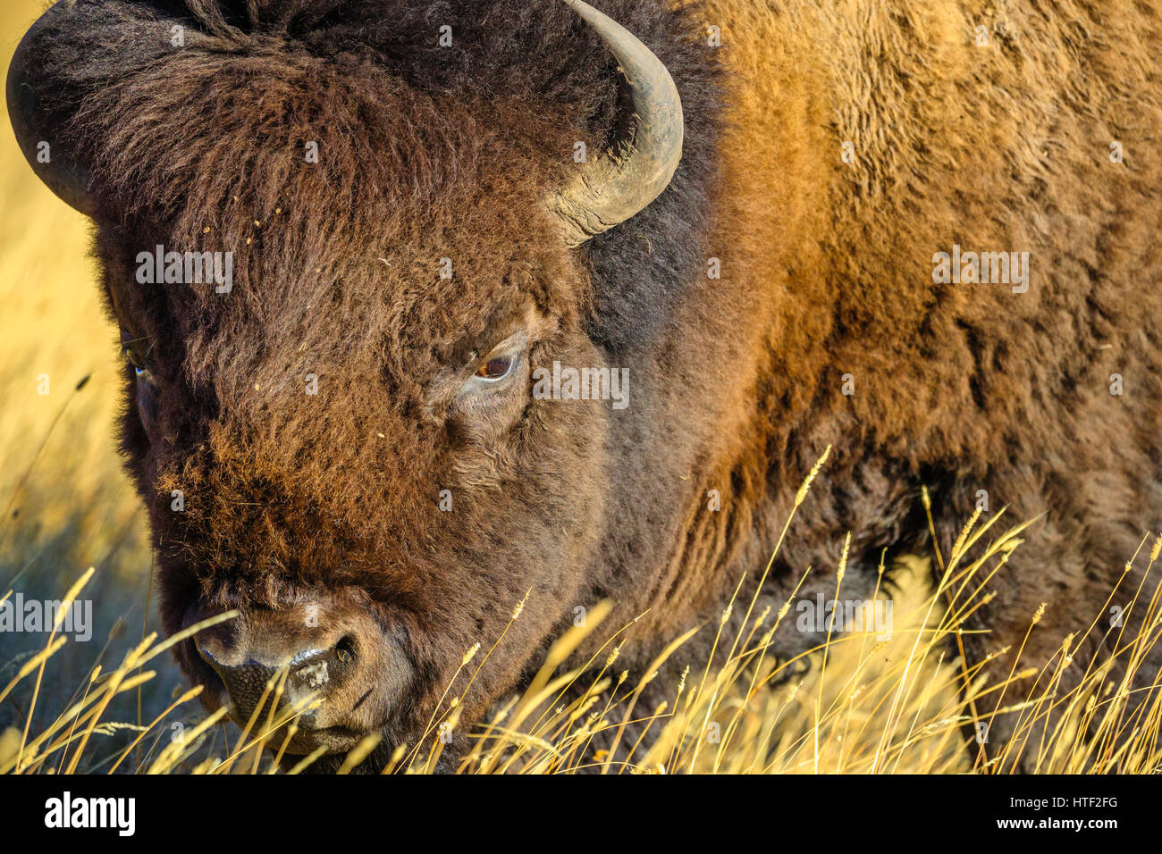 Southern alberta bison hi-res stock photography and images - Alamy
