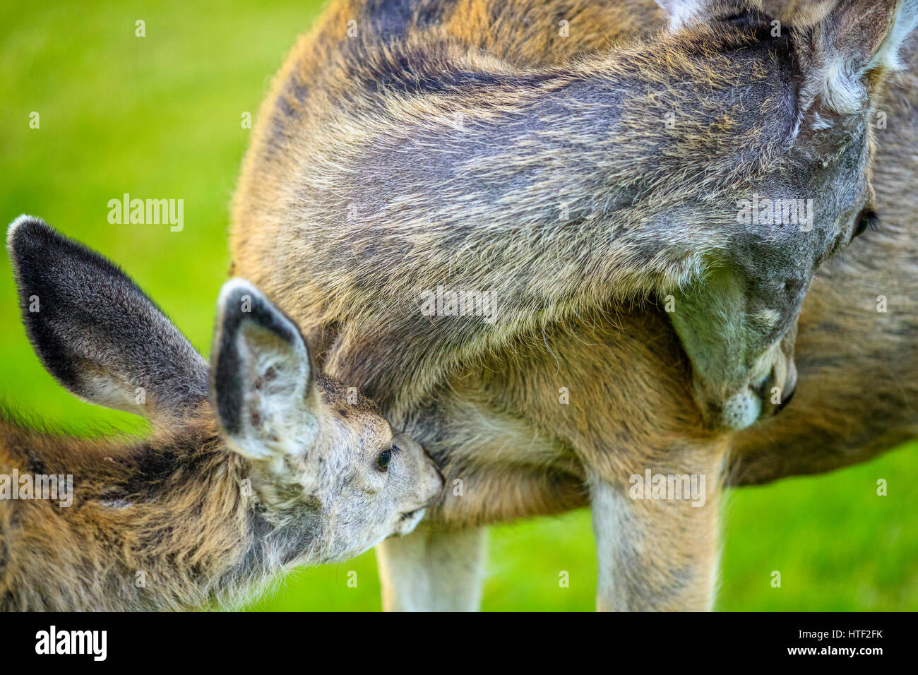 Fawn in Waterton National Park, Canada Stock Photo - Alamy