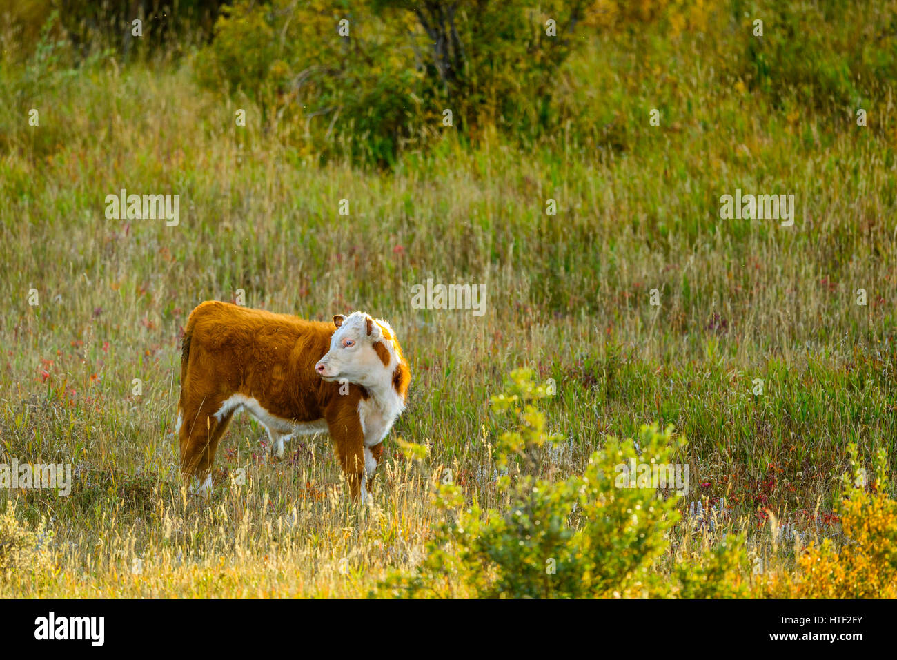 Cattle, Alberta Canada Stock Photo - Alamy
