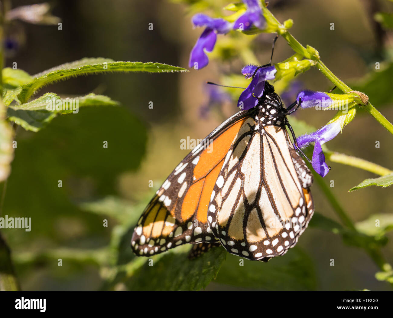 Monarch Butterfly Gathering Nectar from Purple Salvia with Selective ...