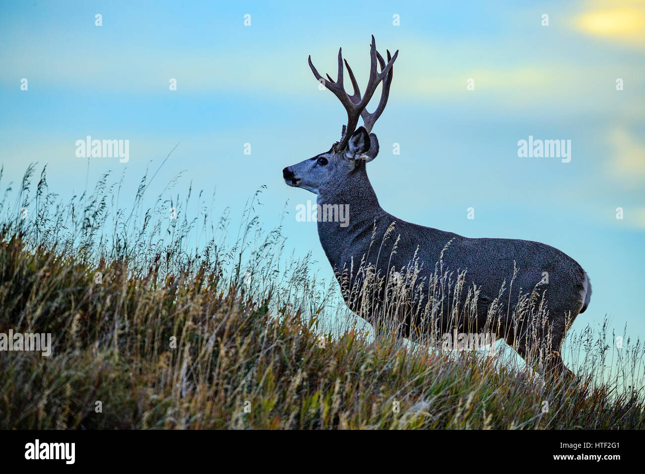 Mule deer buck native hi-res stock photography and images - Alamy