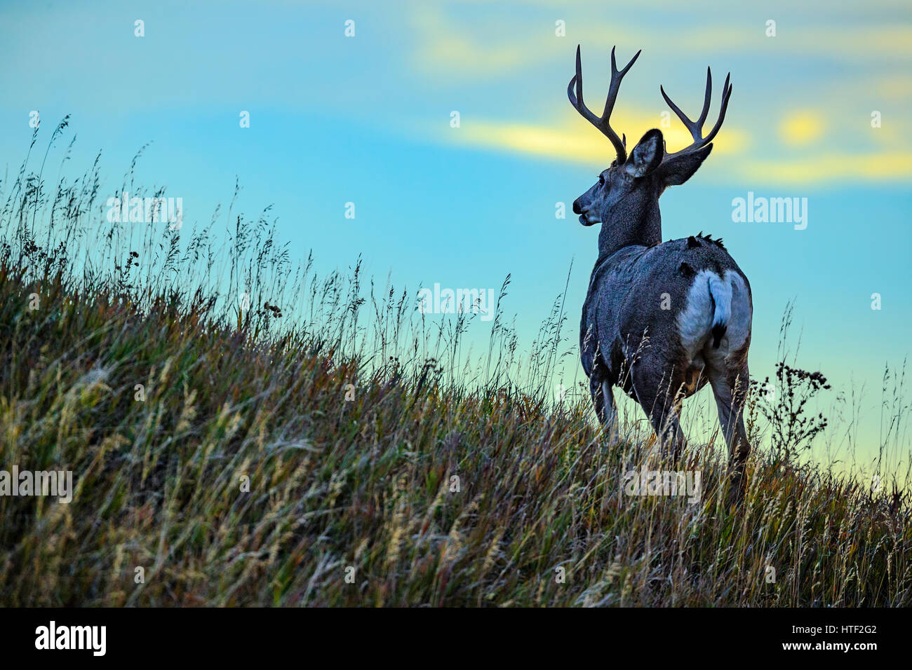 Black Tail Deer buck, Alberta Canada Stock Photo - Alamy