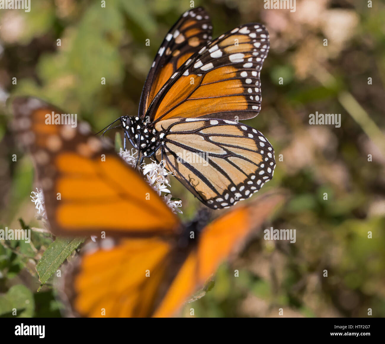 Monarch Butterfly Gathering Nectar on White Milkweed Flower with ...