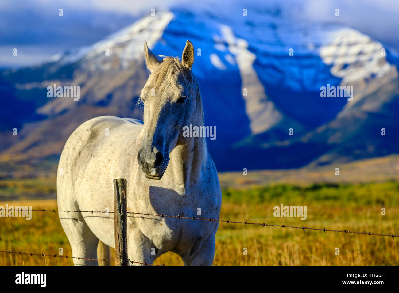 Alberta wild horse hi-res stock photography and images - Alamy