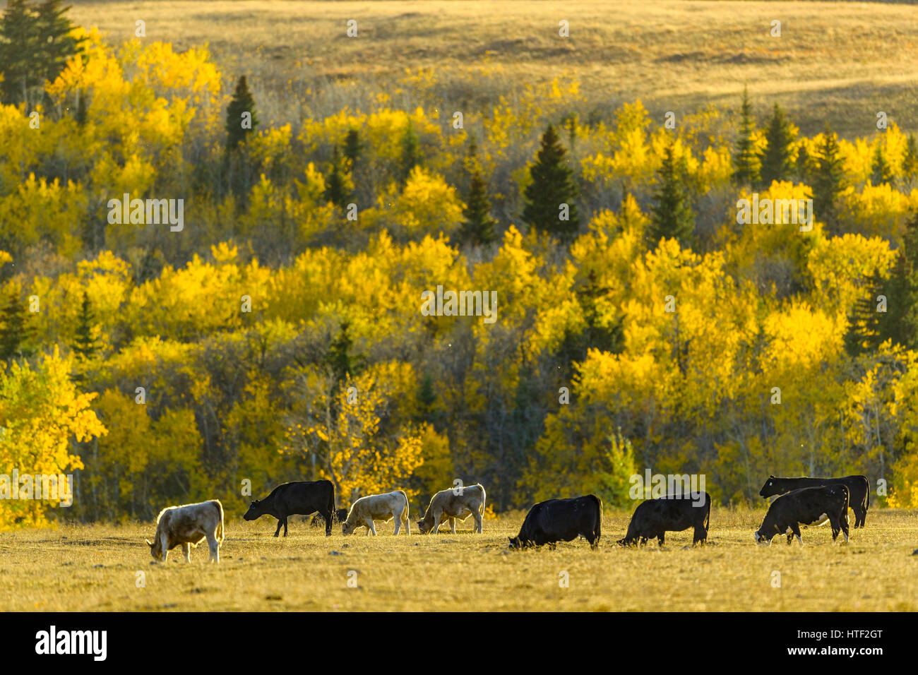 Cattle ranch in foothills of rocky mountains hi-res stock photography ...