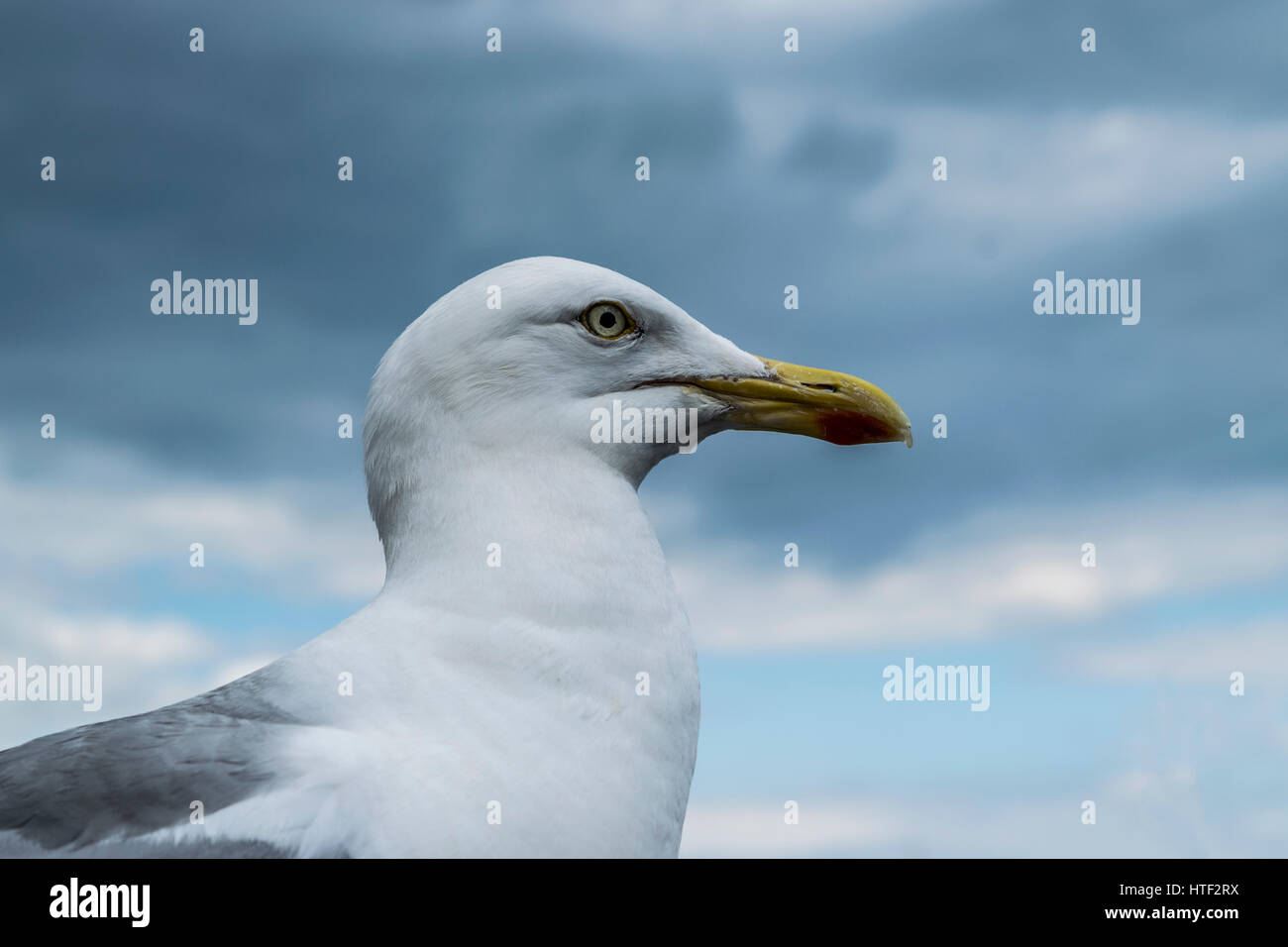 Seagulls are evil hi-res stock photography and images - Alamy