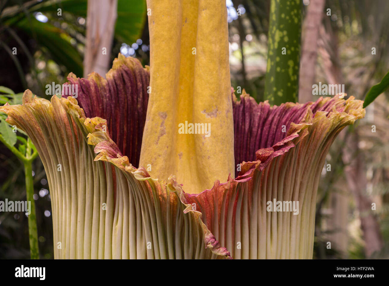 Corpse Flower, amorpohphallus titanum, the world's largest flower ...
