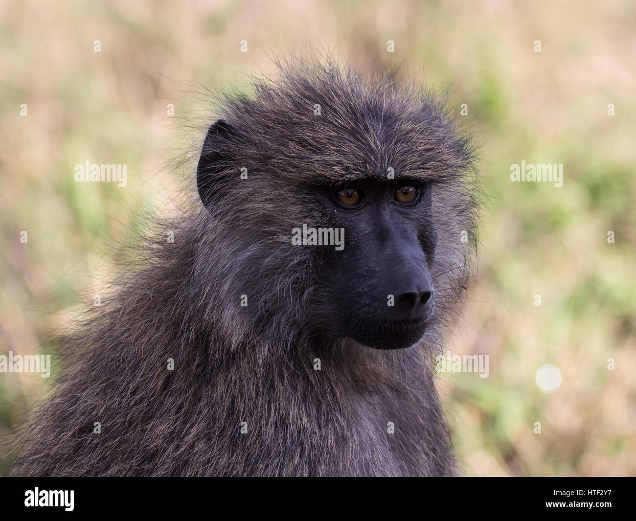 Baboon with eyes looking directly into camera Stock Photo - Alamy