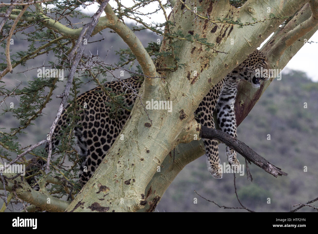 Spotted leopard perched high in the branches of Acacia tree in Tanzania ...