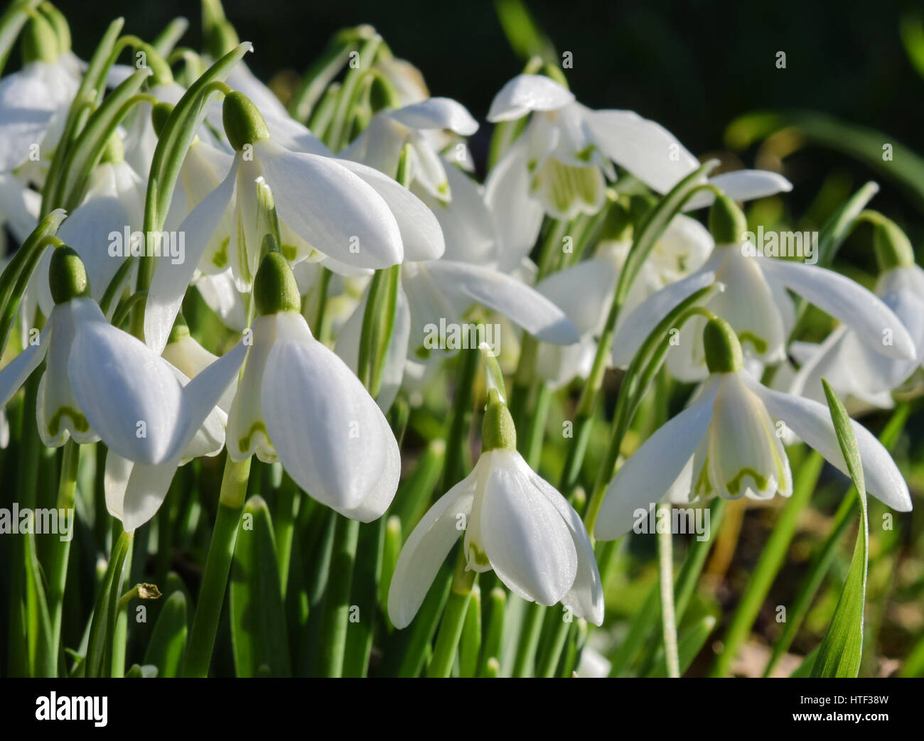 Clusters of snowdrops in the sun Stock Photo - Alamy
