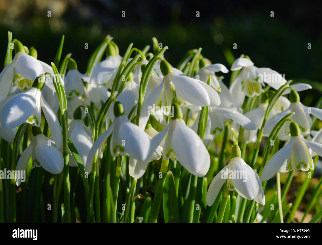 Clusters of snowdrops in the sun Stock Photo - Alamy