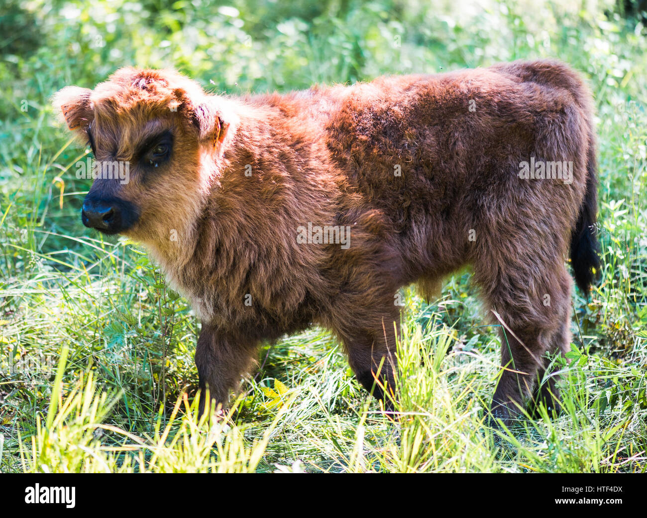 A calf of red-brown Scottish Highland cattle Stock Photo - Alamy