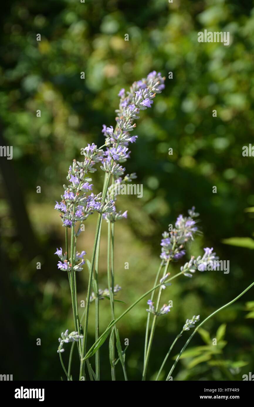 Lavandula angustifolia garden hi-res stock photography and images - Alamy
