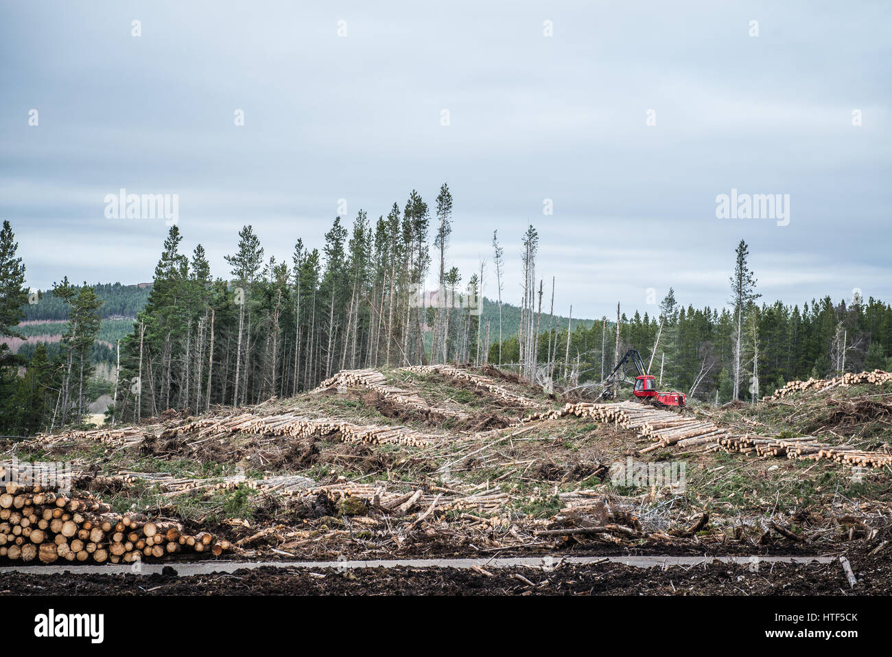 A forest harvester works, felling trees in a confer forest near ...