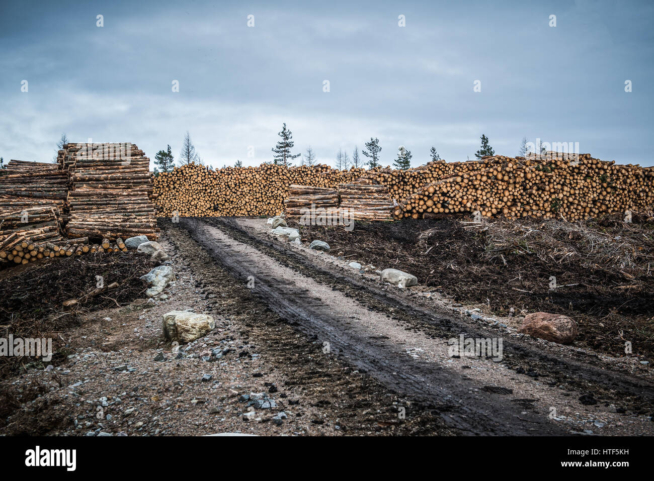 Large timber stacks sit at the road side ready for hauling, following ...