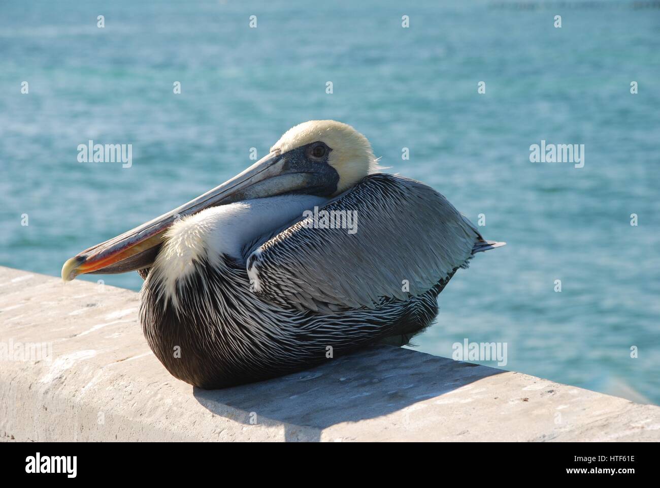 Florida Pelican in Key West Stock Photo - Alamy