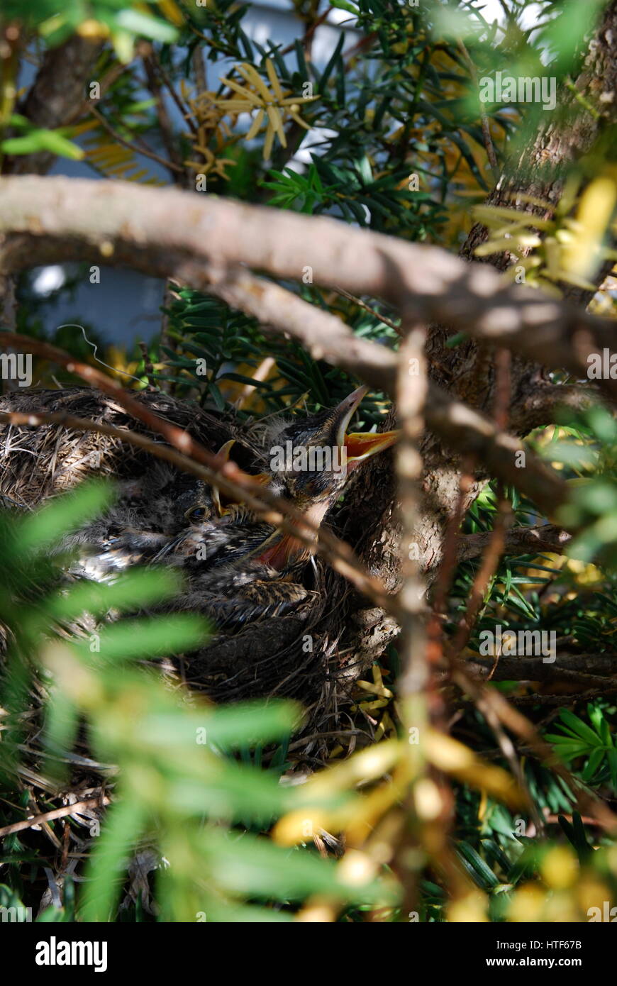 Baby Birds #2 Stock Photo - Alamy