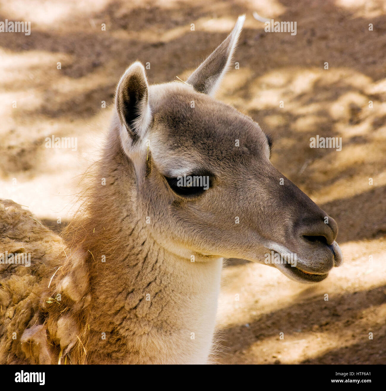 A young llama with beautiful eyes,California Stock Photo - Alamy