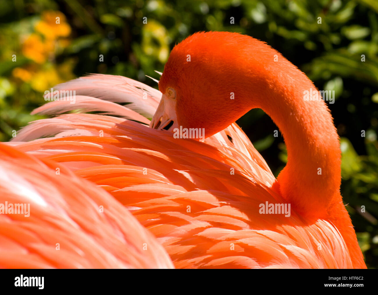 Closeup view of an american flamingo,California Stock Photo - Alamy