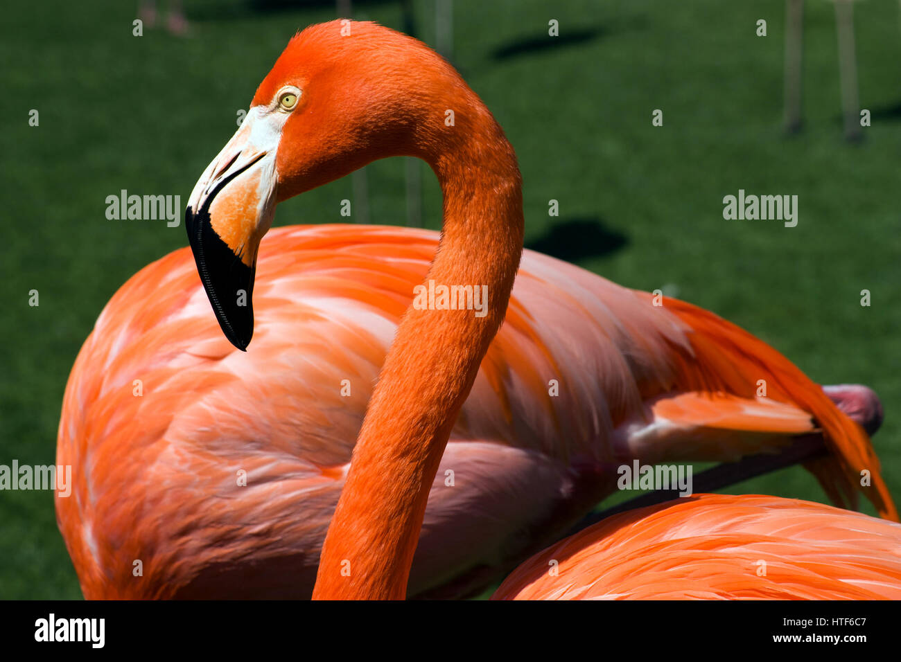 Closeup view of an american flamingo,California Stock Photo - Alamy