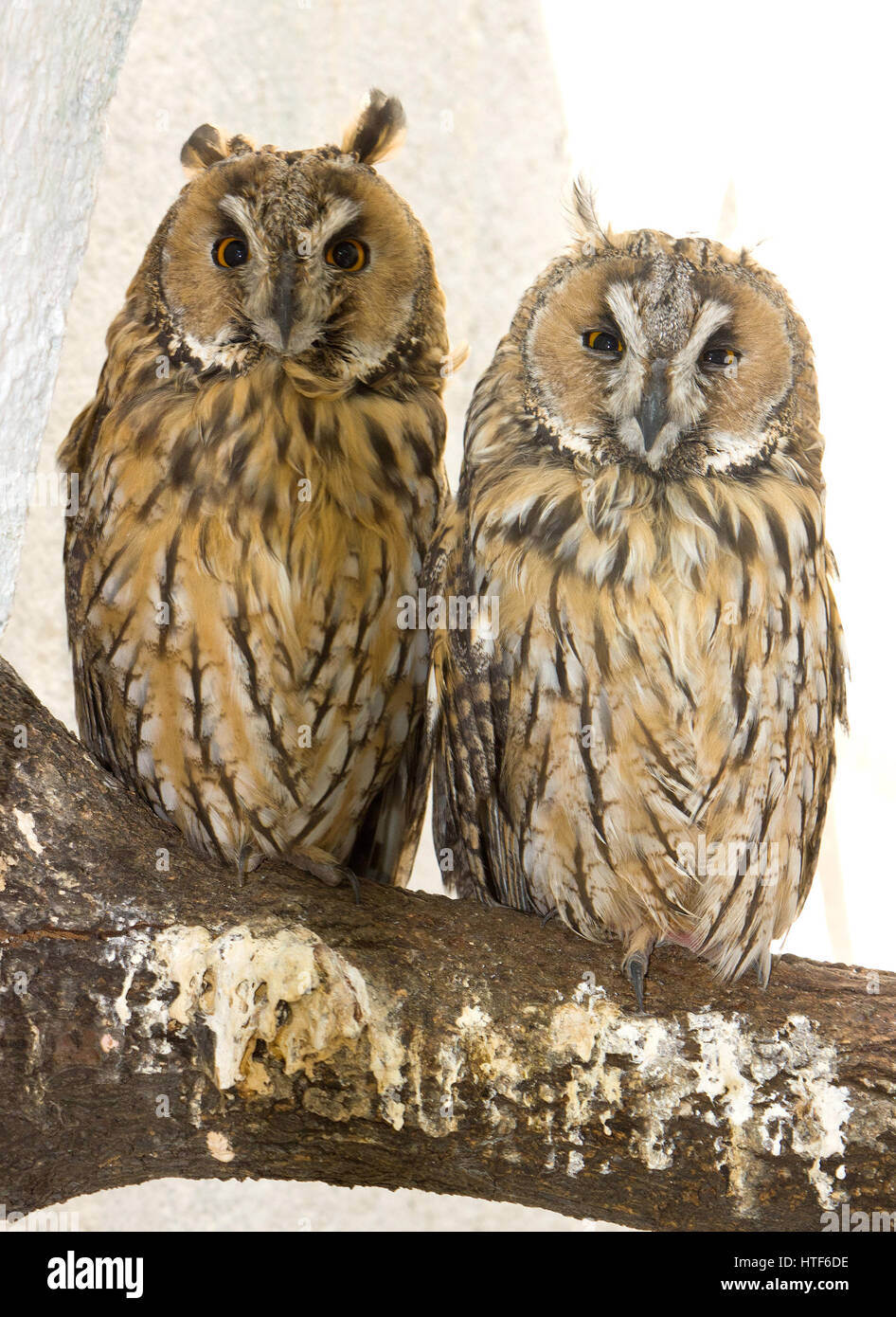 Two owls watching in camera Stock Photo - Alamy