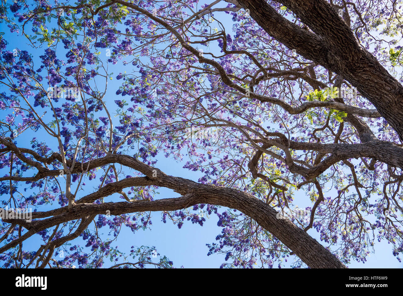 Jacaranda tree close up hi-res stock photography and images - Alamy