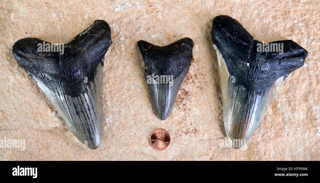 Sharp triangular teeth hi-res stock photography and images - Alamy