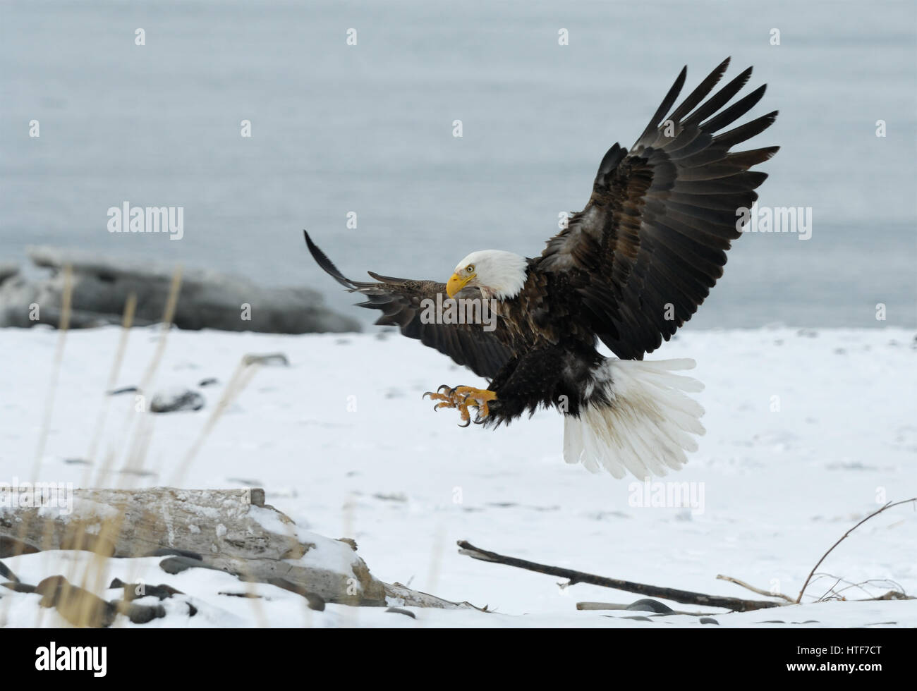 Bald Eagle landing on a perch at the snowy beach of Kachemak Bay near ...