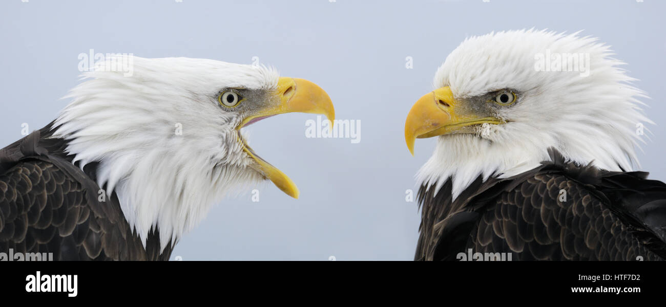 Double portrait of Bald Eagles with soft blue sky in the background ...