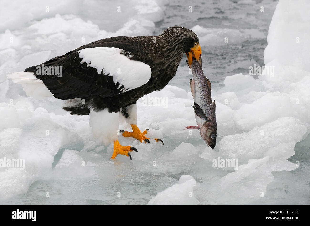 Steller's Sea Eagle with big fish on the floating ice in Nemuro Strait ...