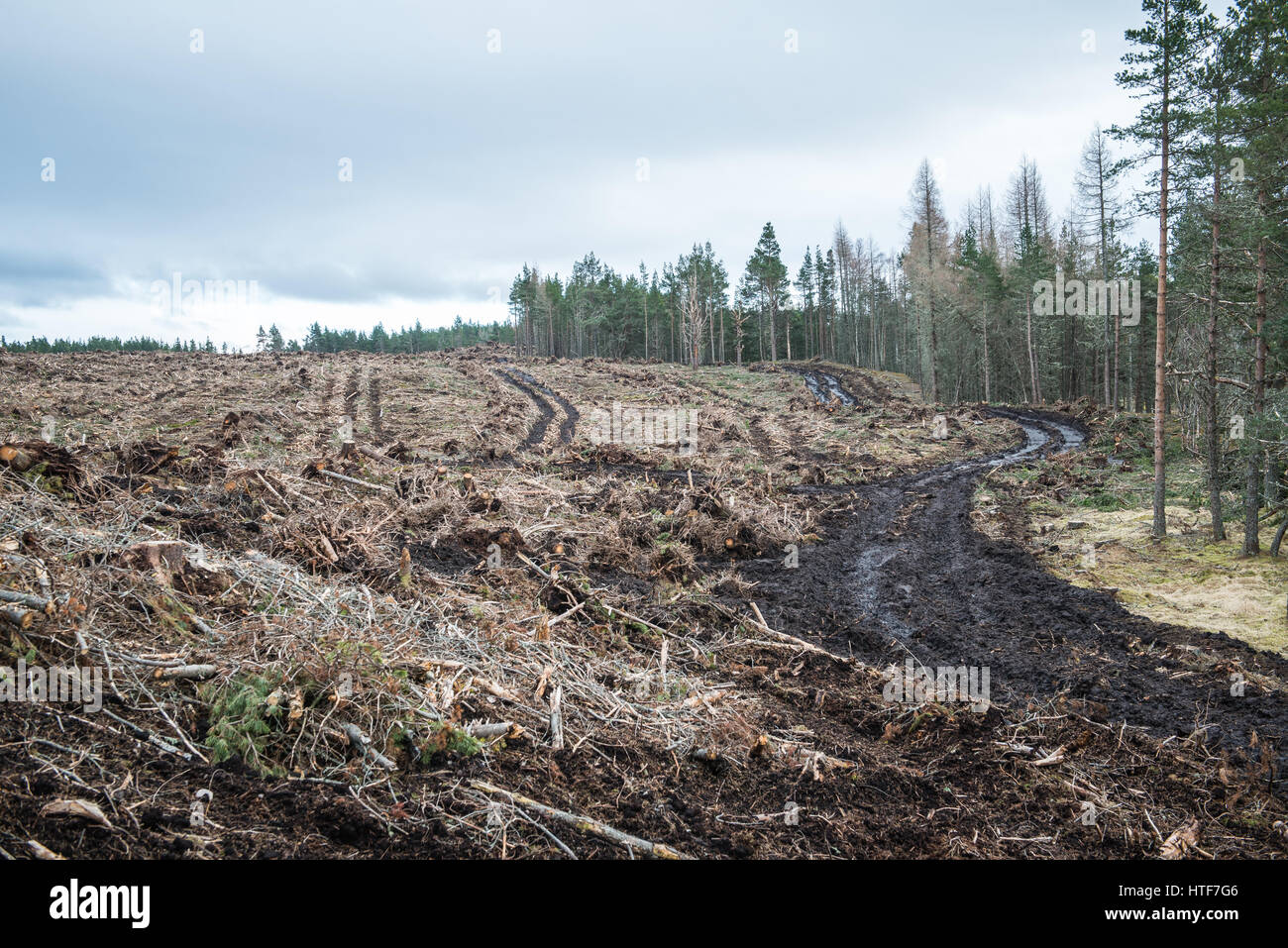 Clearcut forest hi-res stock photography and images - Alamy