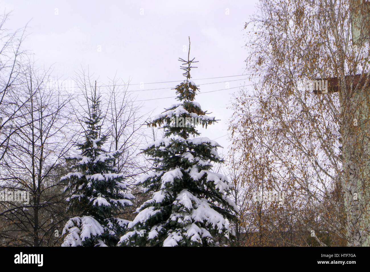 Snow-strewn tree in the beginning of winter. Late fall Stock Photo - Alamy Snow-strewn tree in the beginning of winter. Late fall Stock Photo - Alamy