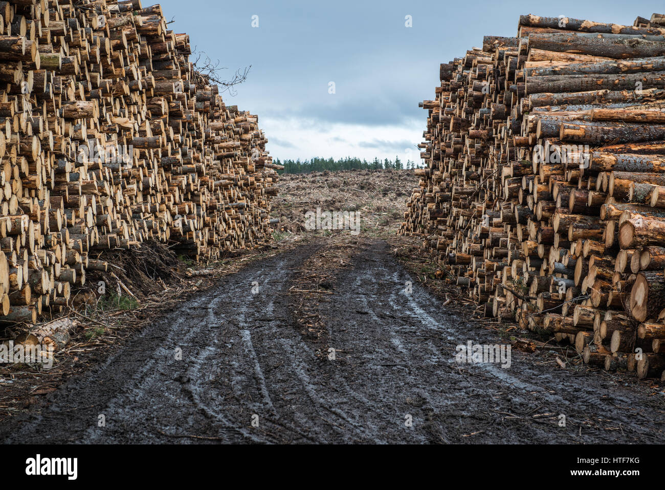 Large timber stacks sit at the road side ready for hauling, following ...