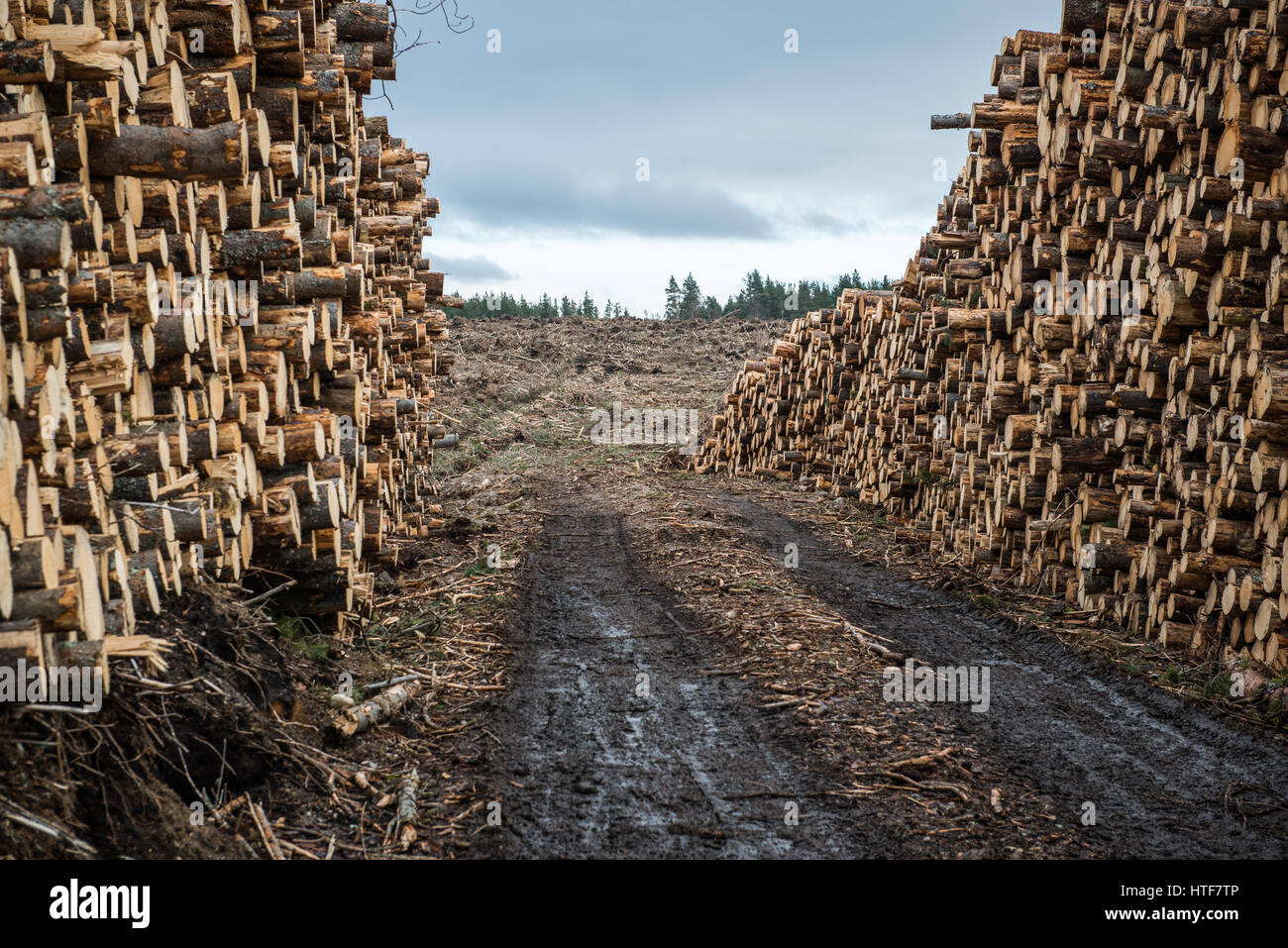 Large timber stacks sit at the road side ready for hauling, following ...