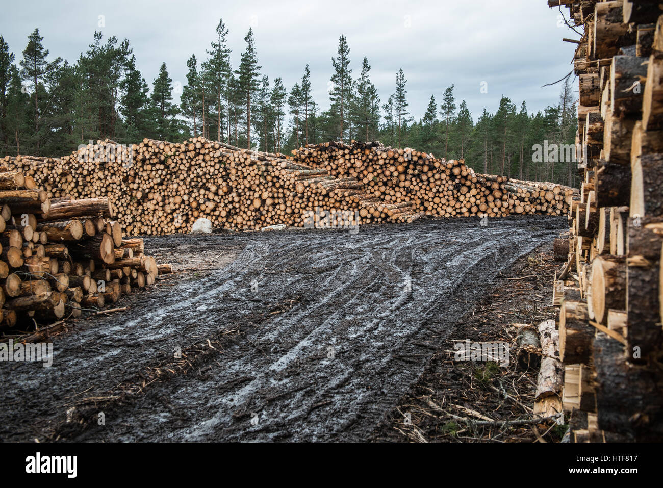 Large timber stacks sit at the road side ready for hauling, following ...