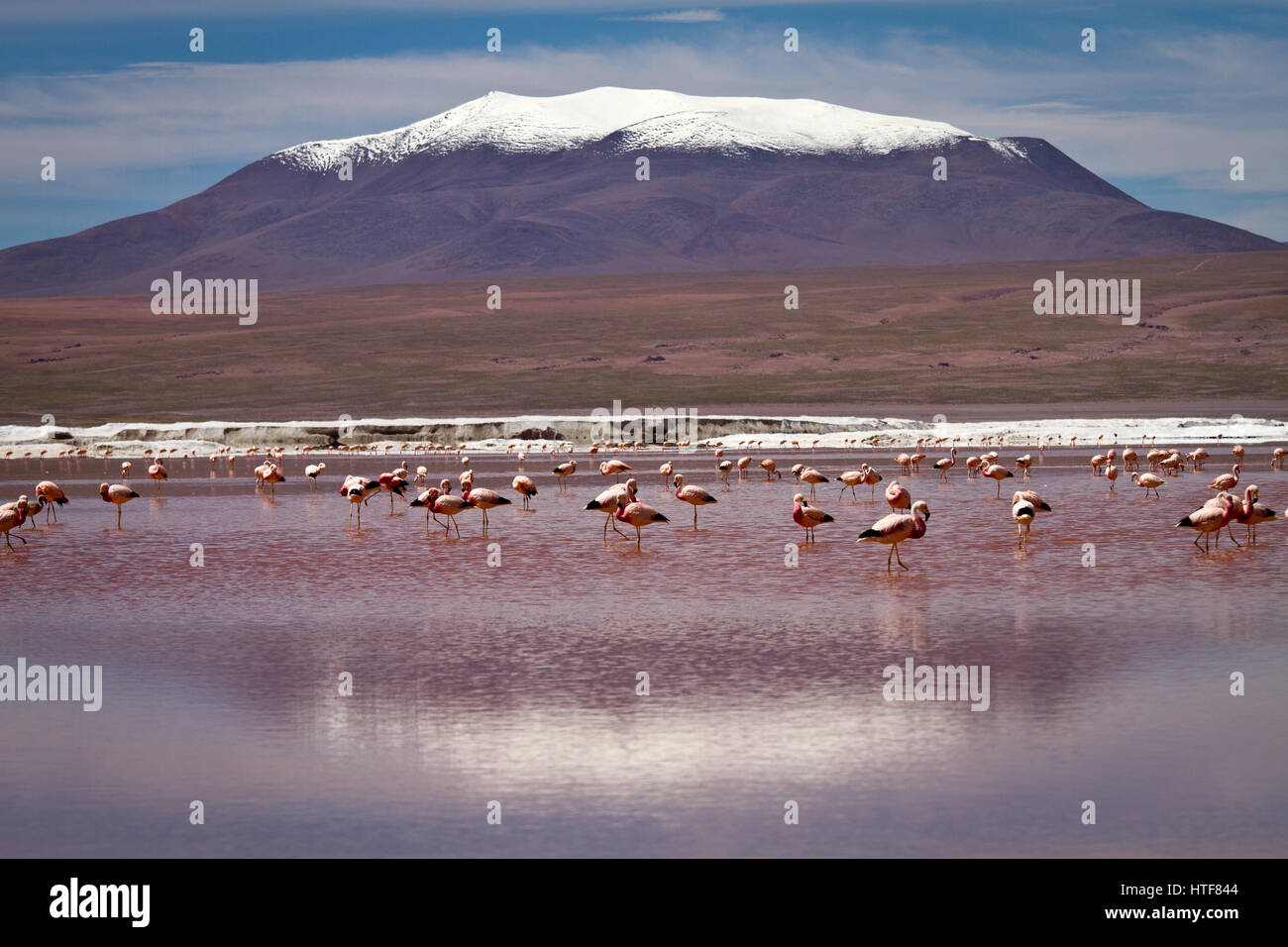 Pink flamingos wading in a shallow lake in the Andes Mountain range in ...