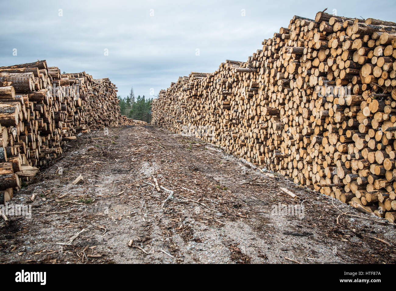 Large timber stacks sit at the road side ready for hauling, following ...