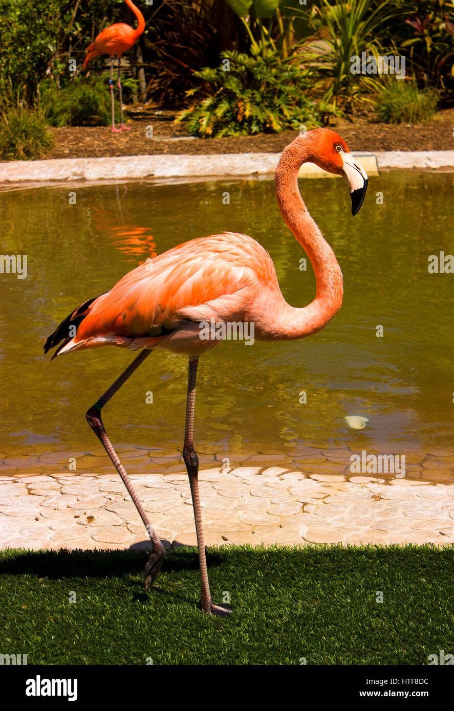 Flamingo body neck pink feathers hi-res stock photography and images ...