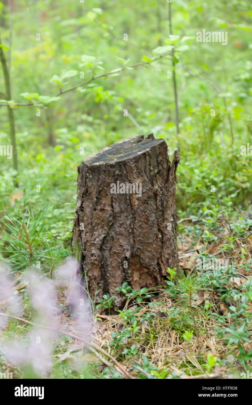 Old tree in wilderness hi-res stock photography and images - Alamy