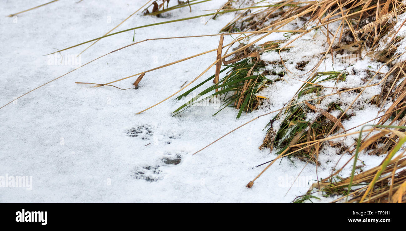 Polecat footprint hi-res stock photography and images - Alamy