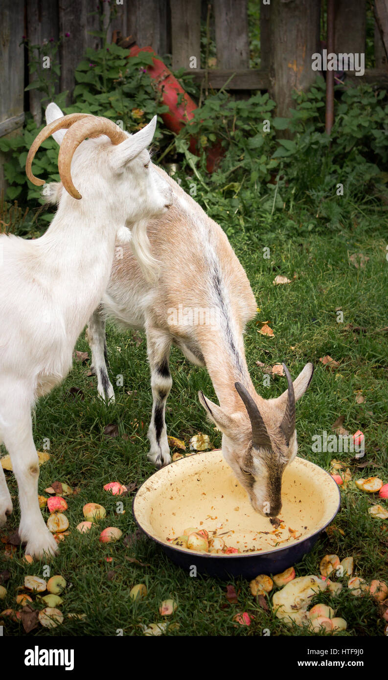 Adult white goat village and Alpine goat breed with large horns. Brown ...