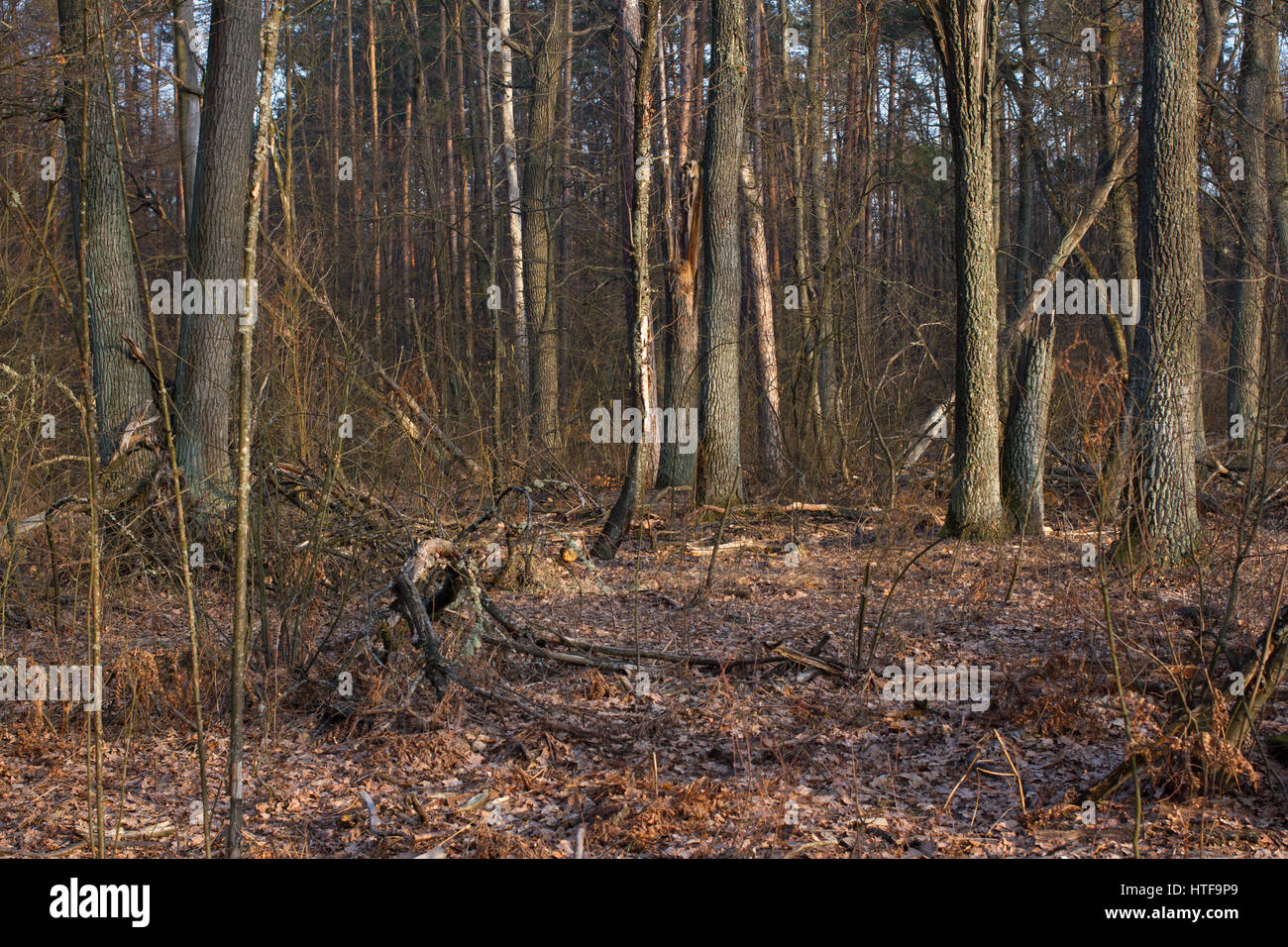 Total deforestation hi-res stock photography and images - Alamy