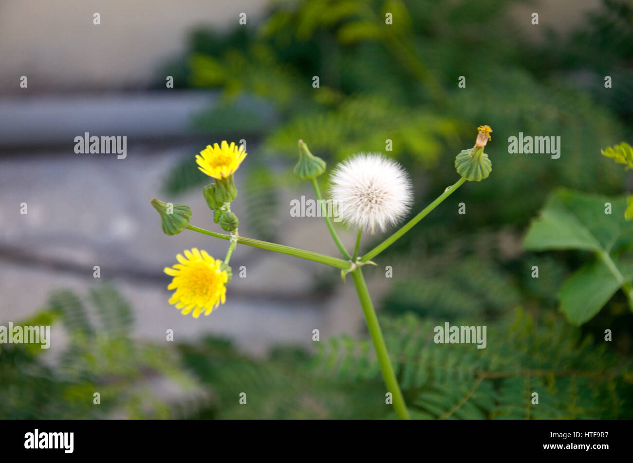 Wild plant ooty hi-res stock photography and images - Alamy