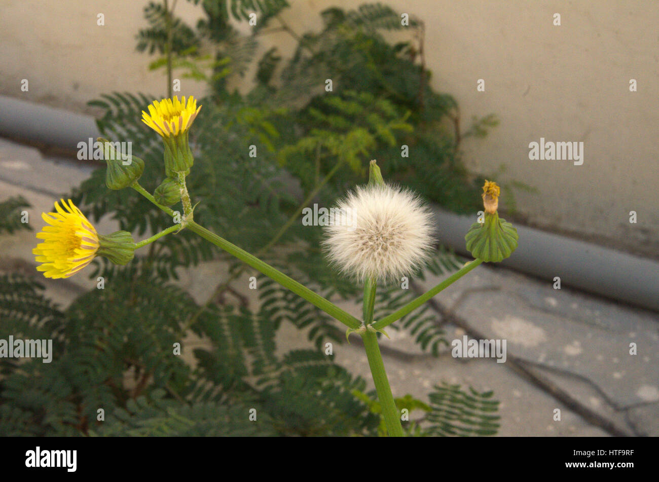 Wild plant ooty hi-res stock photography and images - Alamy