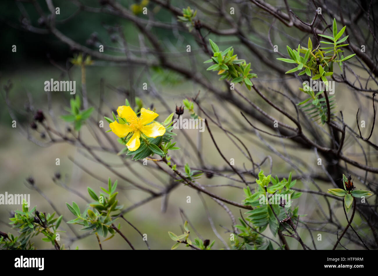 Wild plant ooty hi-res stock photography and images - Alamy