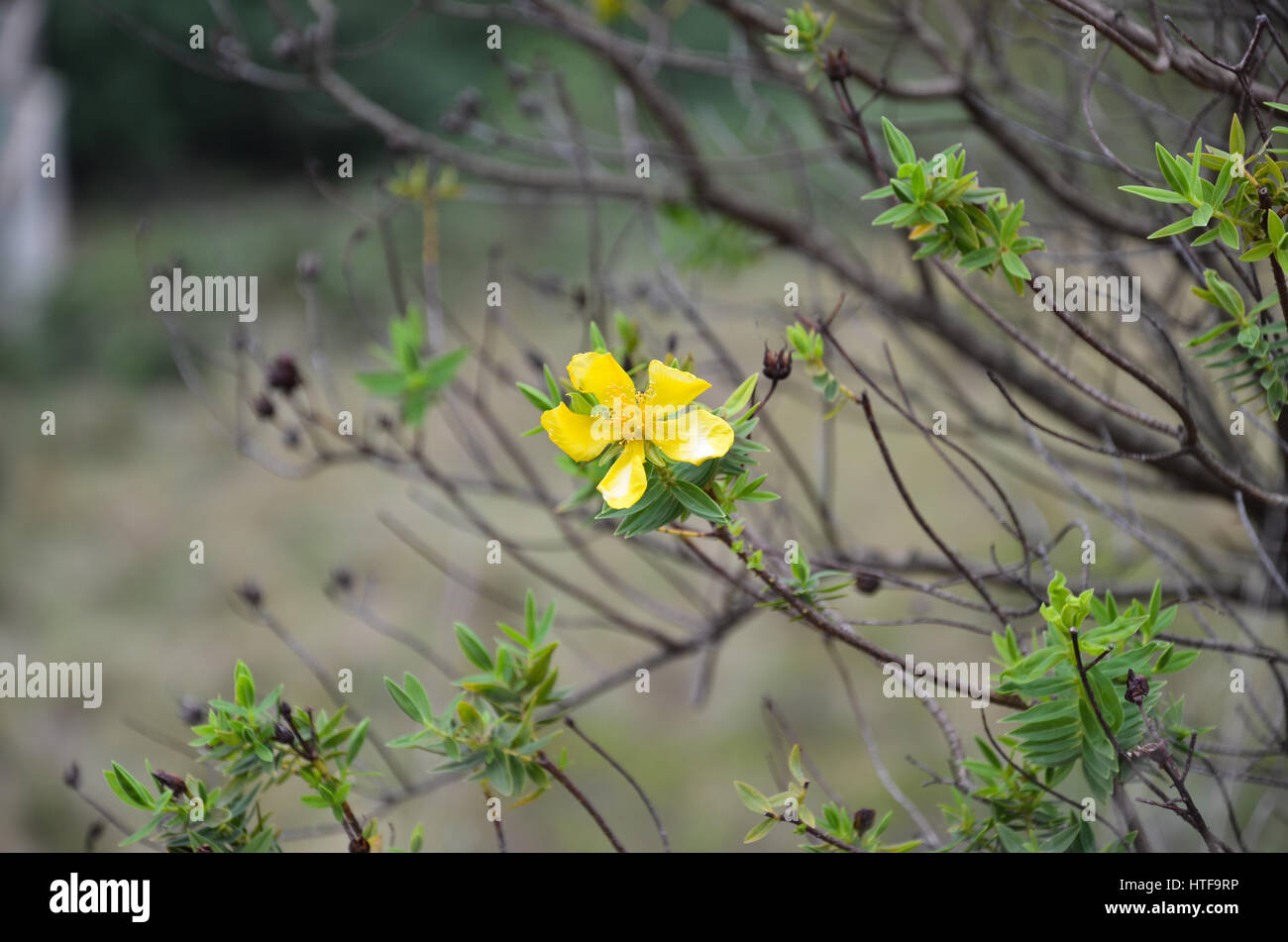 Wild plant ooty hi-res stock photography and images - Alamy