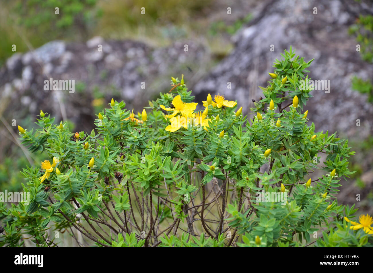 Wild plant ooty hi-res stock photography and images - Alamy