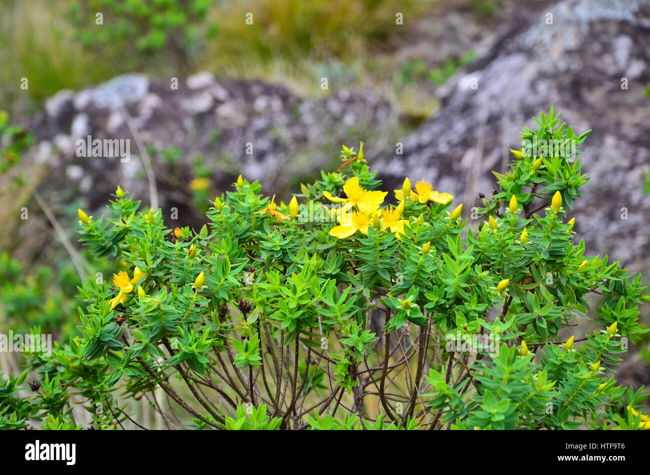 Wild plant ooty hi-res stock photography and images - Alamy