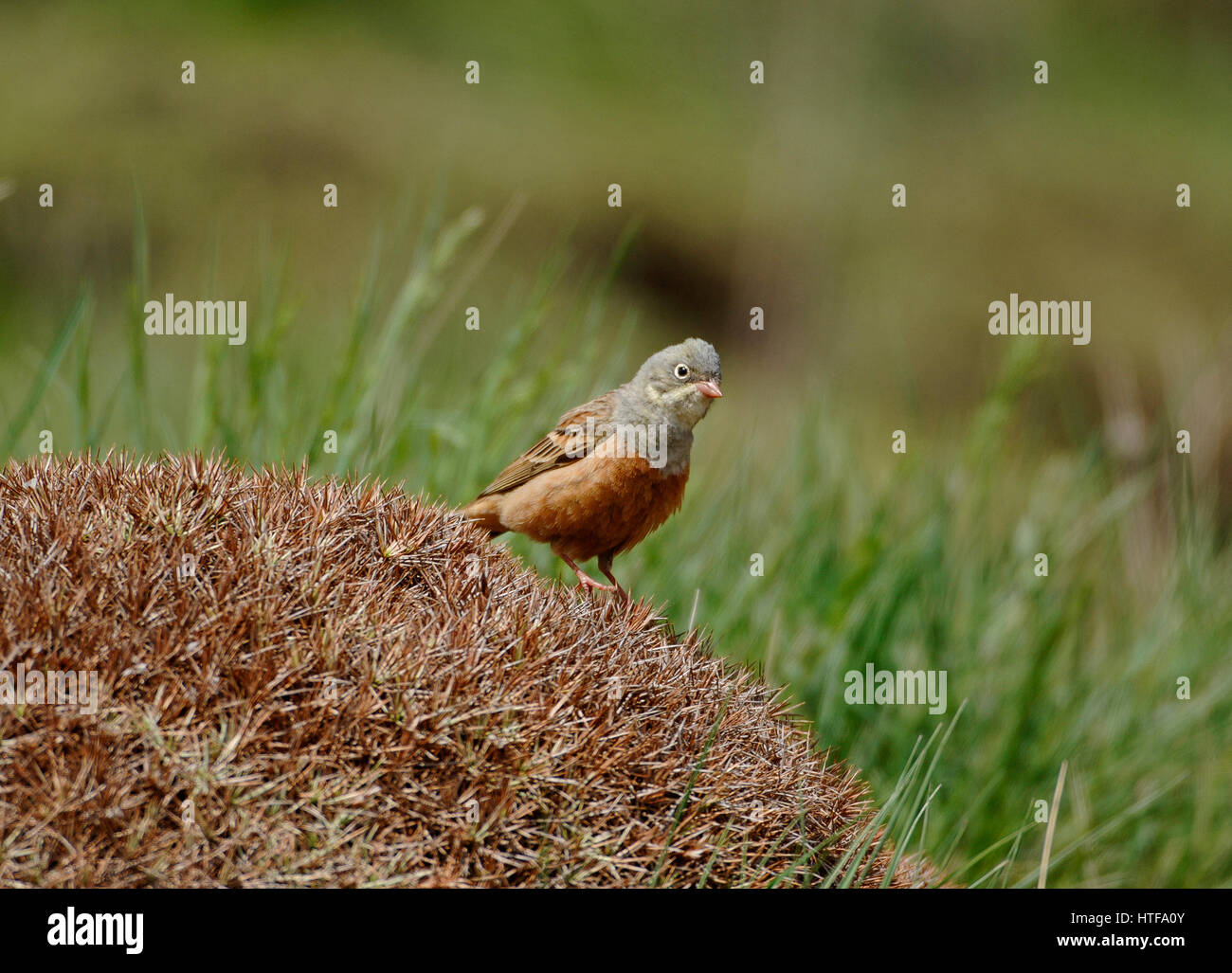 Ortolan buntings emberiza hortulana hi-res stock photography and images ...